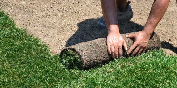 From Seed to Sod: Exploring the Different Options for Lawn Installation ...