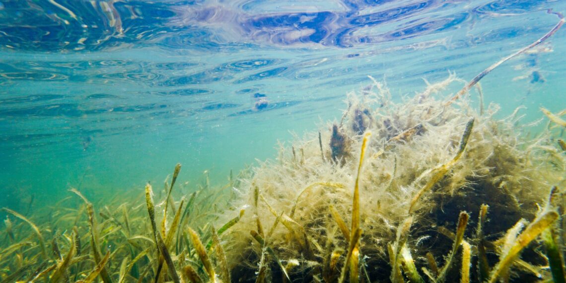 Exploring the Common Uses of Red Spaghetti Macroalgae - Pinay Flix